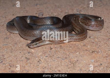 Beautiful Brown house snake (Boaedon capensis Stock Photo - Alamy
