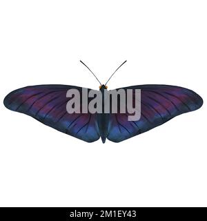 Midnight Moth Insect Variation 1 Digital Art By Winters860 Isolated ...