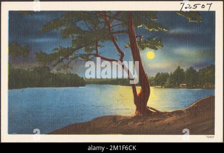 Moonlit lake, tree in foreground , Lakes & ponds, Trees, Moonlight ...