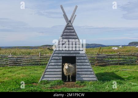Norstead, Newfoundland, Canada: A sheep in a shelter at the Norstead ...