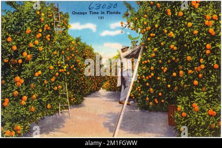 Orange time in Florida , Tichnor Brothers Collection, postcards of the ...