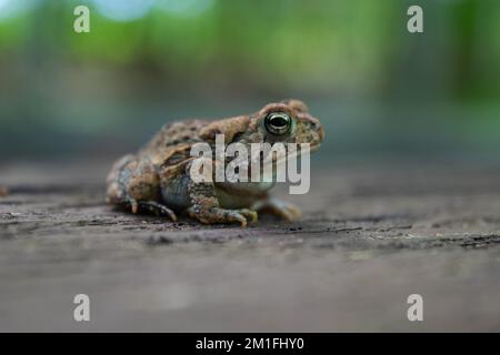 A closeup of a toad on a rock Stock Photo - Alamy