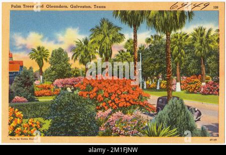 Palm trees and Oleanders, Galveston, Texas , Tichnor Brothers ...