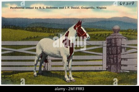 Pocahontas owned by R. L. Anderson and J. F. Daniel, Craigsville ...