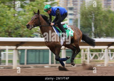 The Hong Kong Vase runner BOTANIK galloping on the all weather track at ...