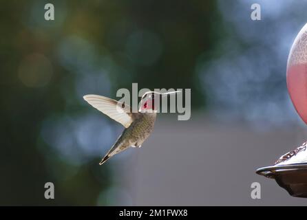 A Fast Flying Hummingbird Drinking from a Feeder Stock Photo - Alamy