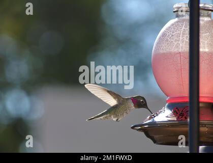 A Fast Flying Hummingbird Drinking from a Feeder Stock Photo - Alamy