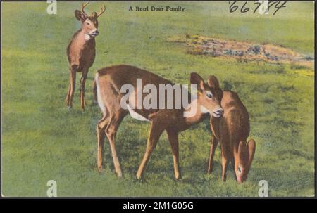 A real deer family , Deer, Tichnor Brothers Collection, postcards of ...