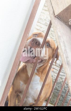 Orange beige female pitbull behind a metal grille, natural light and ...