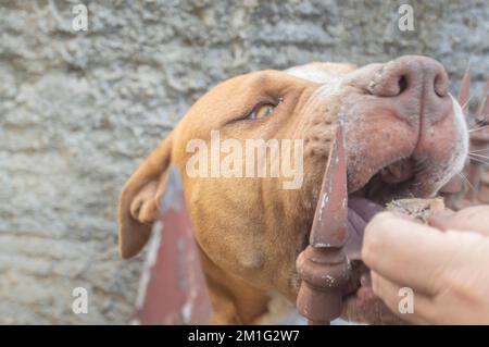 Orange beige female pitbull behind a metal grille, natural light and ...