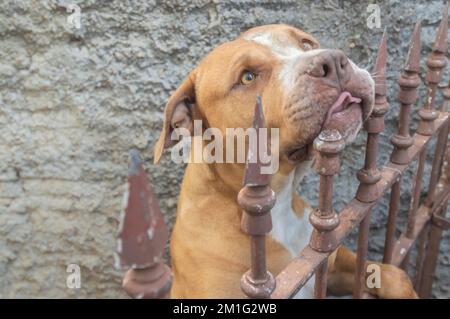 Orange beige female pitbull behind a metal grille, natural light and ...