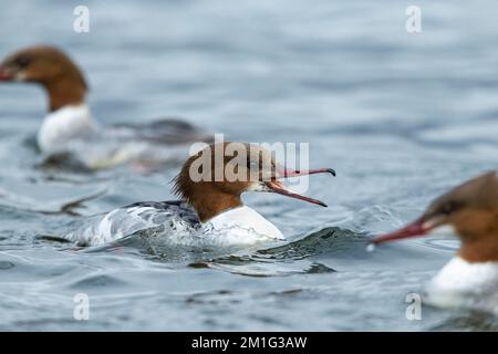Goosander Mergus merganser, first winter male in transitional plumage ...