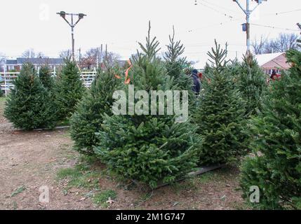 A pop up Christmas tree stand with plenty of trees for sale on the side ...
