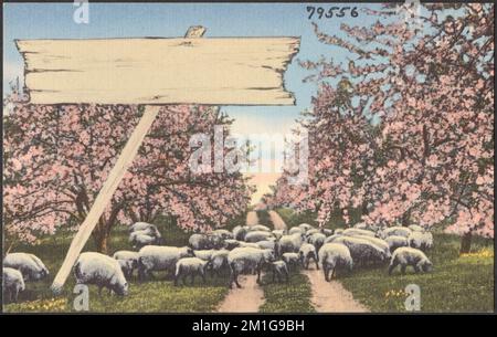 Sheep grazing by flowering cherry trees , Sheep, Trees, Cherry trees ...