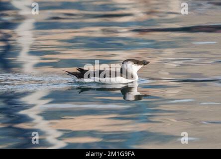 Wintering juvenile Razorbill, razor-billed auk, or lesser auk (Alca ...