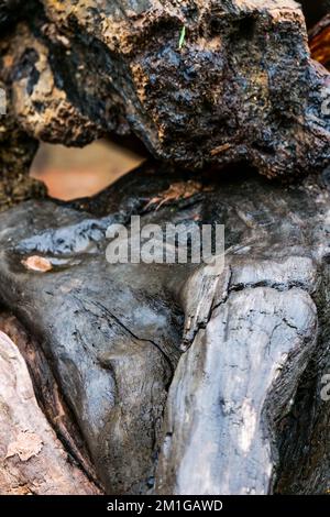Floated wood, close-up view, Les Flottins festival, Evian-les-Bains ...