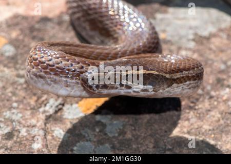 Beautiful Brown house snake (Boaedon capensis Stock Photo - Alamy