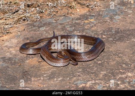 Aggressive adult Brown house snake (Boaedon capensis Stock Photo - Alamy
