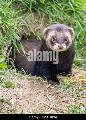 Polecat in the Grass Meadow Stock Photo - Alamy