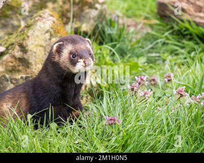 Polecat in the Grass Meadow Stock Photo - Alamy