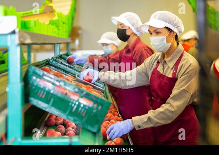 Three women in masks sorting peaches Stock Photo - Alamy
