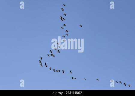 Flock of Straw-necked Ibis in flight Stock Photo - Alamy