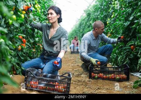 Collective picking of tomatoes Stock Photo - Alamy