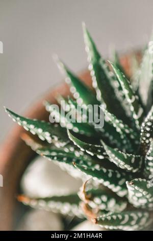 Minimalistic interior concept with succulent plant on concrete white ...