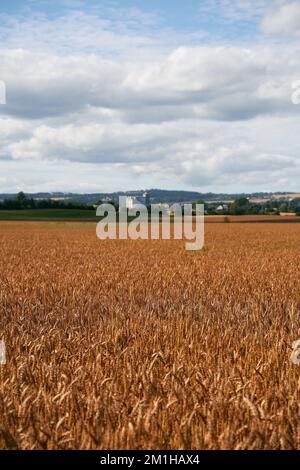 Vertical shot of wheat on a cloudy sky background Stock Photo - Alamy