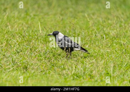 Native Australian magpie seen in Australia with beautiful blue sky ...