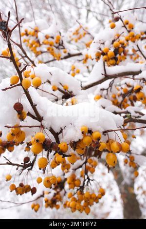 Malus or Crab Apple 'Comtesse de Paris' in the winter snow Stock Photo ...