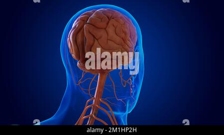 The nervous system includes the brain, spinal cord, and a complex ...