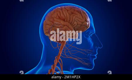 The nervous system includes the brain, spinal cord, and a complex ...