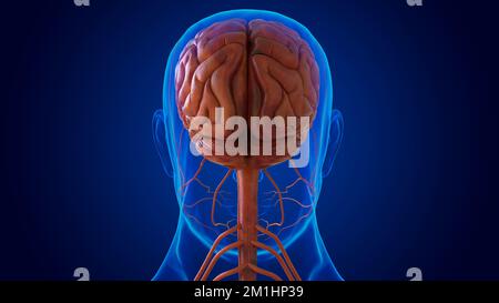 The nervous system includes the brain, spinal cord, and a complex ...