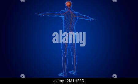 The nervous system includes the brain, spinal cord, and a complex ...