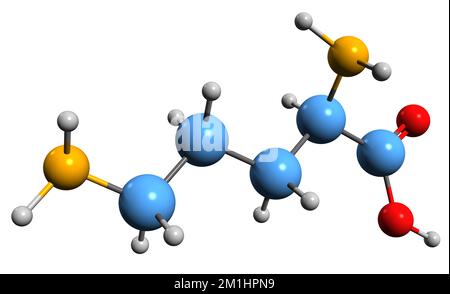 Ornithine is a non-proteinogenic amino acid that plays a role in the ...