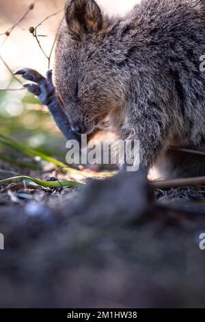 A cute baby Quokka, a little kangaroo at Rottnest Island, Perth ...