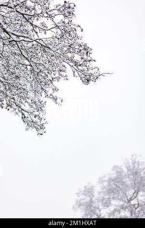 Tree branches on a pretty winter's day in the park. The whole landscape ...