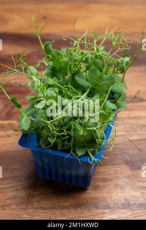 Young green sprouts of affilla cress growing in blue plastic box Stock ...