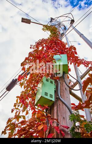 Looking up at telephone pole with green vines growing to top and ...
