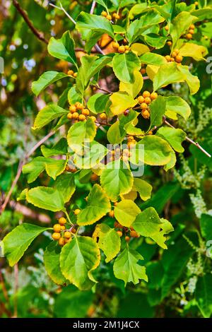 Small yellow leaves on small bush Stock Photo - Alamy