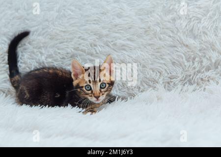 Little marble bengal kitten on the white fury blanket Stock Photo - Alamy