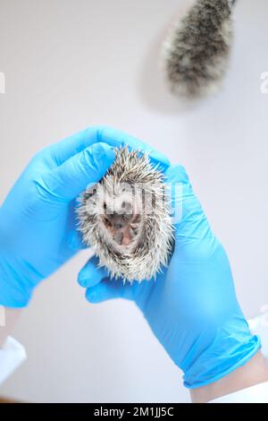 African pygmy hedgehogs in the hand of a doctor. Hedgehogs and a pet ...
