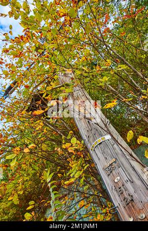 Ivy leaves on trees in forest on foreground and blurred golden hour ...