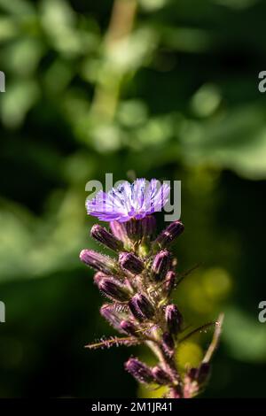 Cicerbita alpina flower growing in mountains, close up Stock Photo - Alamy