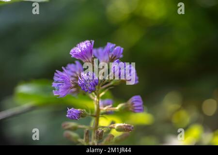 Cicerbita alpina flower growing in mountains, close up Stock Photo - Alamy