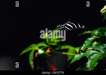 A Zebra Longwing butterfly perching on flower isolated in blurred ...