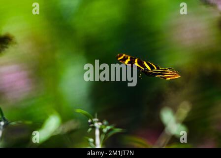 A Zebra Longwing butterfly perching on flower isolated in blurred ...