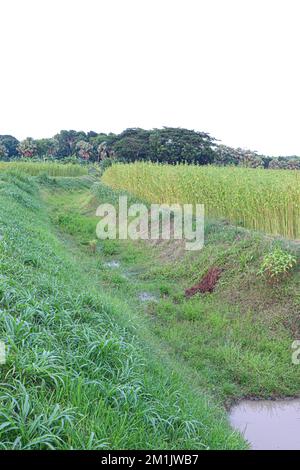 waterway channels earth canal view on field for water passing Stock ...