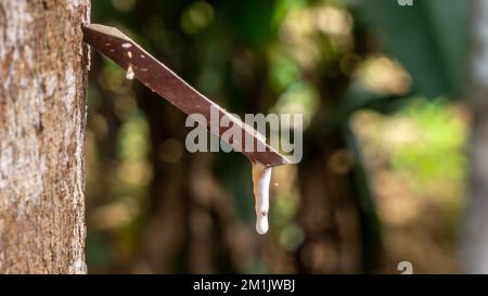 Rubber tree tapping. Closeup of sticky, milky and white colloid latex ...